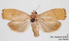 Papua Insects Foundation (Lepidoptera/Immidae thumbnails)